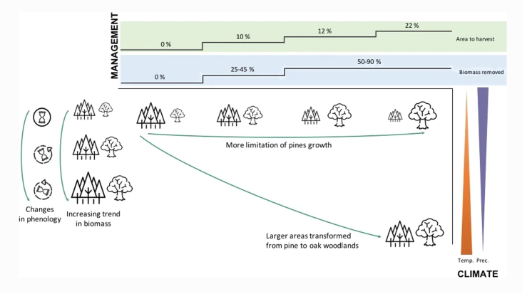 Forest management scenarios drive future dynamics of Mediterranean ...